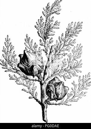 A textbook on fossil plants for botany and geology students, focusing ...