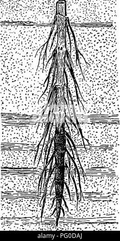 Fossil branches of Calamites Stock Photo - Alamy