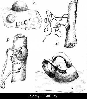 The chestnut blight, caused by the fungus Cryphonectria parasitica ...