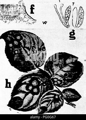 This illustration from 'Diseases of Greenhouse Crops' explores the ...