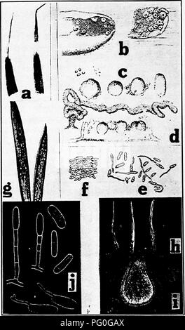 . Fig. 46. Carnation Diseases. a. White tip (after Clinton), b-f ...