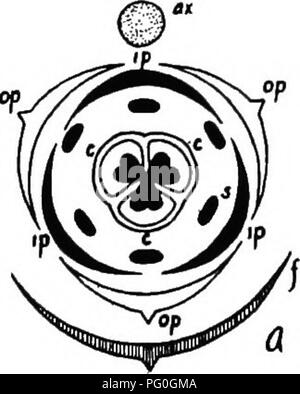 The structure of the caryopsis of grasses with reference to their ...