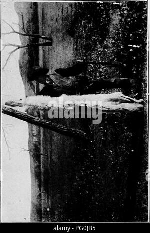 *Extinct Pennsylvania Animals* explores the history of animal species ...