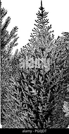 Red pine(Pinus resinosa). Cones and needles, Pinery Provincial Park ...