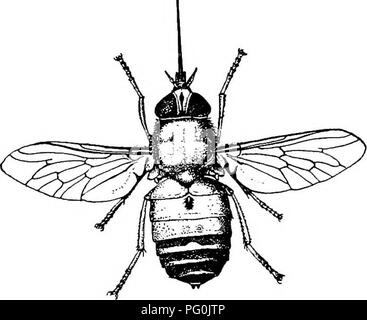 Vector Borne Disease as pathogens and parasites transmitted by vectors ...