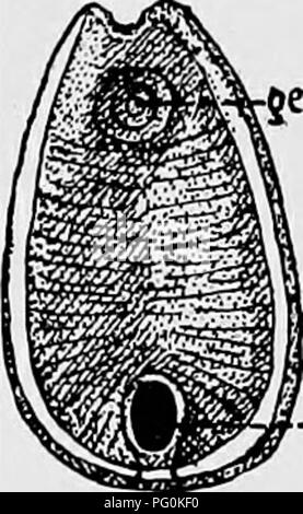 The image shows the dorsal and ventral views of the chelicera of a ...
