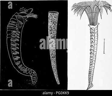 . Animal biology. Zoology; Biology. ANNELIDS IN GENERAL 247 287 ...