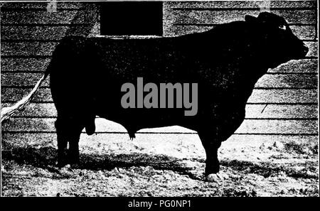 Polled Suffolk breed from the Breeds of the Domestic Animals. Author ...