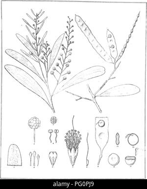 A detailed iconography of Australian Acacia species and related genera ...