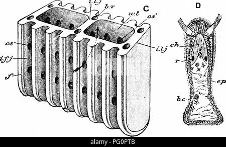 . A manual of zoology. . Fig. 163. — Anodonta cygnea. A, transverse ...