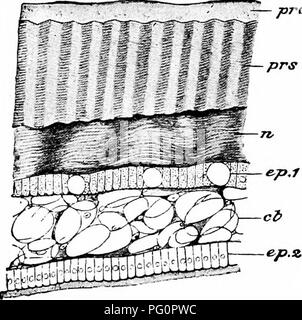 . A manual of zoology. XI PHYLUM MOLLUSCA 269 of conchiolin, a ...