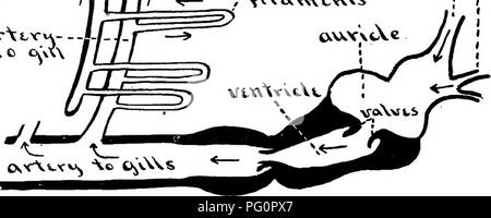 Blood circulation diagram of a fish Stock Photo - Alamy
