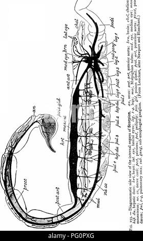 This manual of zoology provides an overview of animal classification ...
