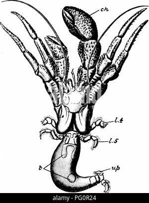 This zoology manual covers the characteristics and classification of ...