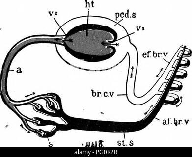 This manual of zoology discusses the anatomy and physiology of mollusks ...