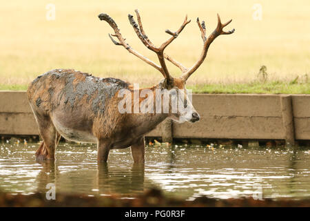 Stag Milu Deer, also known as Pére David's (Elaphurus davidianus ...