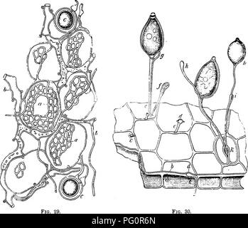 This text explores various plant diseases caused by cryptogamic ...