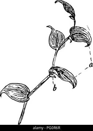 This botany textbook for agricultural students discusses various plant ...