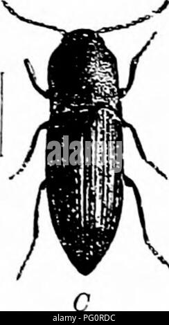 Wireworms, larvae of the click beetles (Elateridae). Economically ...