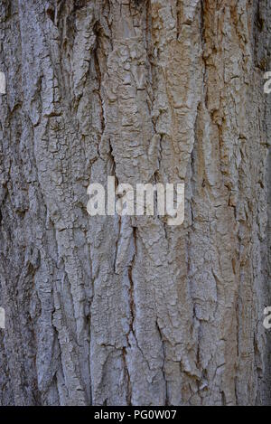 Bark of a tree with a white touch, shade Stock Photo - Alamy