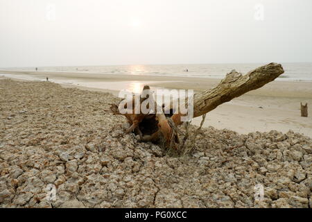 dried tree trunk on beach Stock Photo - Alamy