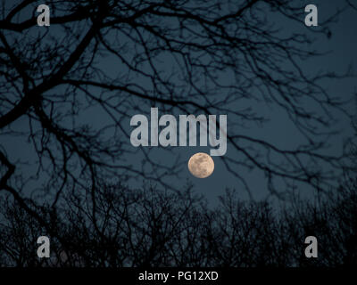 The moon rising behind the branches of a dead tree on a summer evening ...