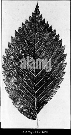 . Manual of tree diseases . Trees. CHAPTER XIII BUTTERNUT DISEASES The ...