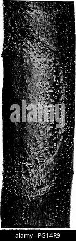 Chestnut blight, caused by the fungus Endothia parasitica, severely ...