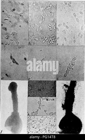 This image illustrates the progression of chestnut blight, a fungal ...