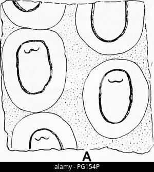 Psaronius, tree fern Stock Photo - Alamy