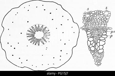 Root, in botany, that part of a vascular plant normally underground ...