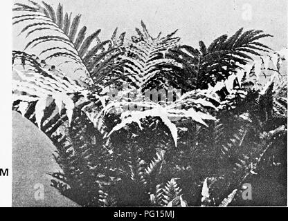 This text offers insights into fossil plants, particularly Cycadeoidea ...