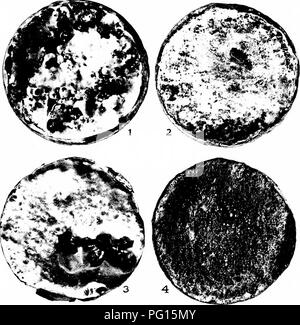 Chestnut blight, caused by the fungus Endothia parasitica, severely ...