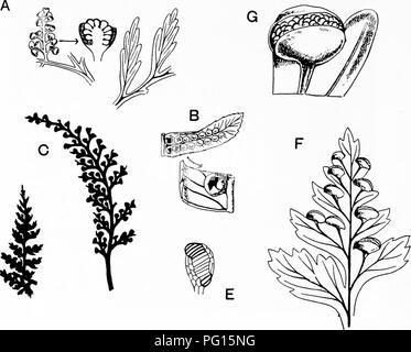 filmy ferns (Hymenophyllum Stock Photo - Alamy