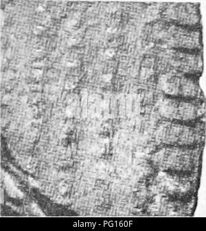 . Fossil plants : for students of botany and geology . Paleobotany. X ...