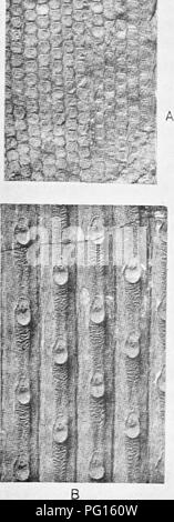 . Fossil plants : for students of botany and geology . Paleobotany. IX ...