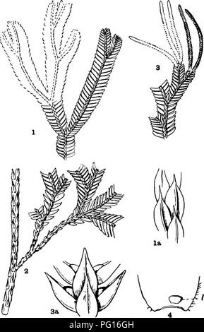 This text explores the study of fossil plants, specifically focusing on ...