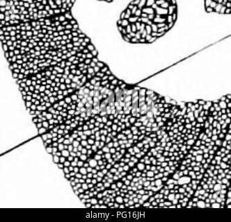 . Studies in fossil botany . Paleobotany. •LYGINODENDRON 379 are ...