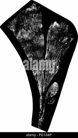 This textbook on paleobotany focuses on the structure and ...