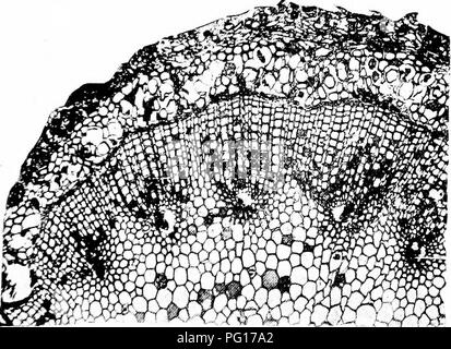 Calamites Ts Of Stem Diagram