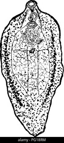 A detailed study of parasitic flatworms in freshwater environments ...