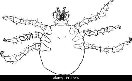 tick, development stage, ticks Stock Photo - Alamy