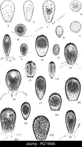 This plate from 'The British Freshwater Rhizopoda and Heliozoa ...
