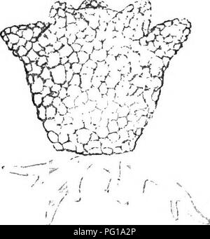 This work examines freshwater ecosystems, focusing on the microscopic ...