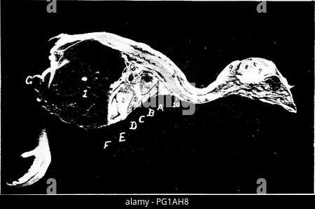 This detailed anatomical diagram of the domestic fowl outlines the ...