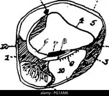 Detailed anatomical study of the domestic fowl (chicken), focusing on ...