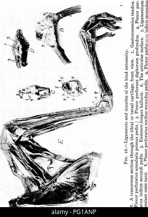 . The anatomy of the domestic animals . Veterinary anatomy. THE FIBULA ...