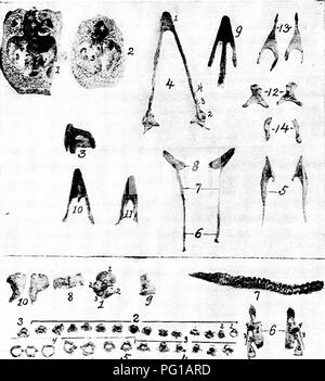 This anatomical study of the domestic fowl focuses on the angiology of ...