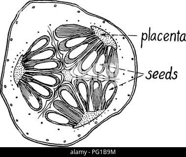 Cucumber (Cucumis sativus) crop, mature seed fruit, swept into rows for ...