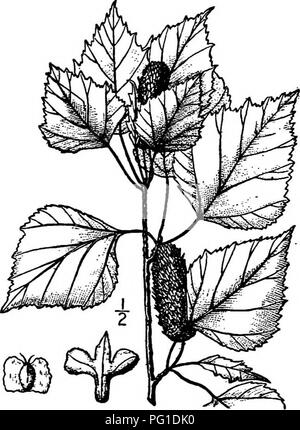 Red-brown resinous ovoid buds with tan trichomatic scale fringes of ...